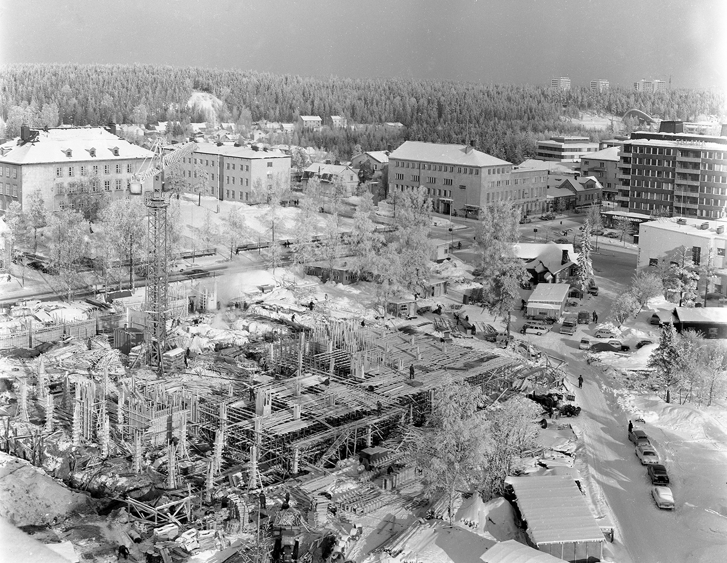 Kuukauden kuva: tammikuu 2025 - Poikilo